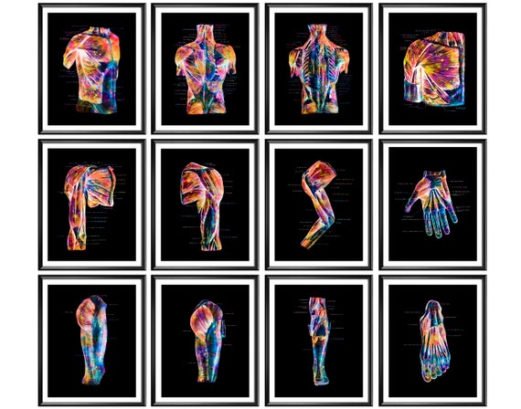 12 Anatomical Muscular System Posters Human Anatomy Art | Etsy