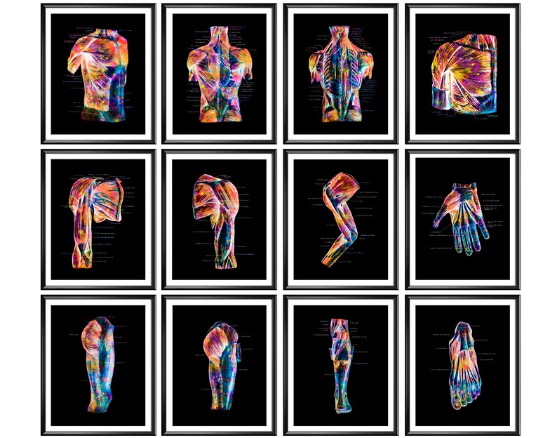 12 Anatomical Muscular System Posters Human Anatomy Art Muscles ...