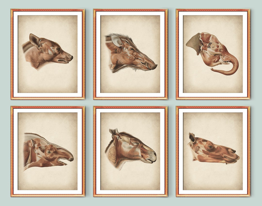 Vintage Animal Anatomy Posters at Paige Cremean blog