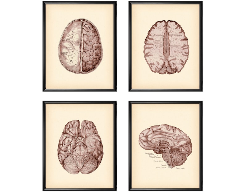 Antique Neurology Art Human Brain Anatomy Medical Art | Etsy
