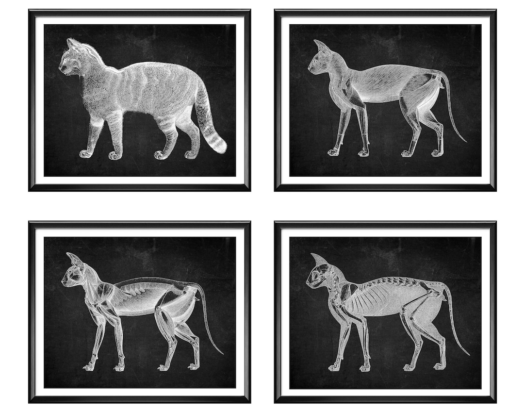 4 Cat Anatomy Print Feline Anatomy Art Pet Anatomy Poster Cat - Etsy