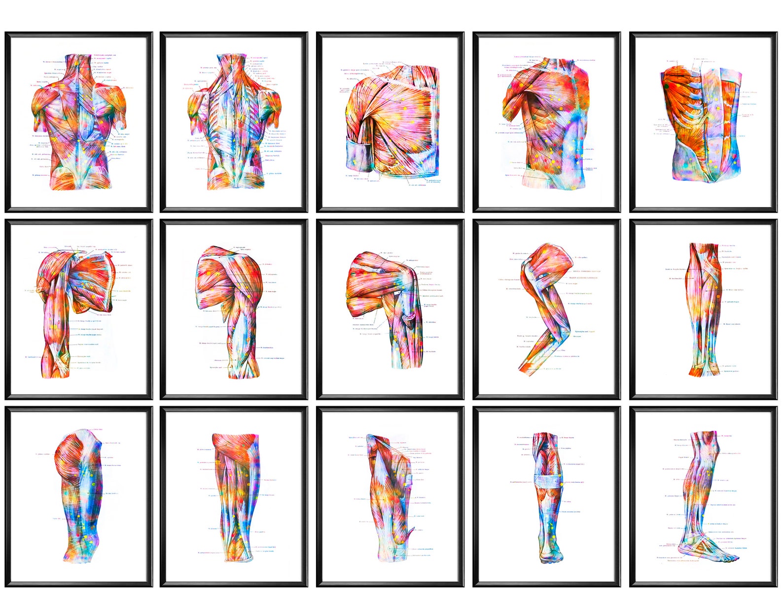 Anatomy of Human Muscular System Posters Body Structure Print | Etsy
