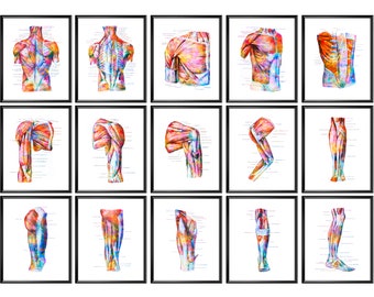 Human Skeleton Art Chiropractic Clinic Decor Doctor Gift | Etsy