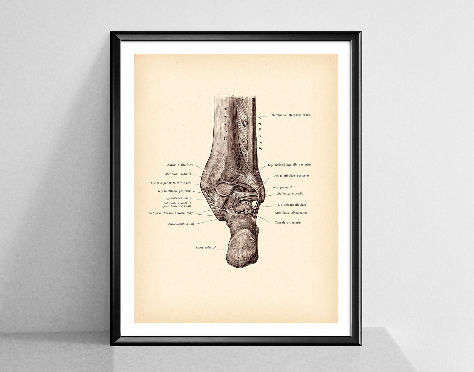 Anatomical Human Foot Posters Vintage Anatomy Art Podiatry - Etsy