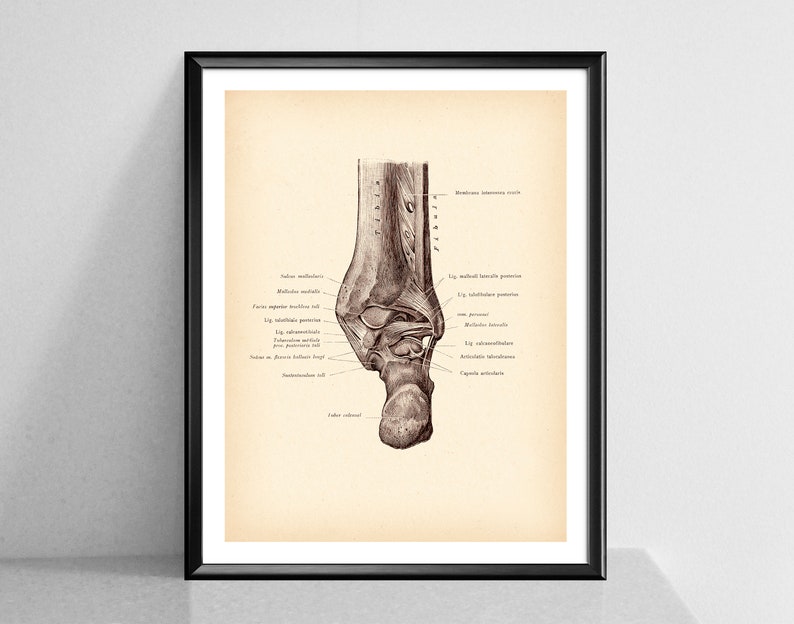 Anatomical Human Foot Posters Vintage Anatomy Art Podiatry - Etsy