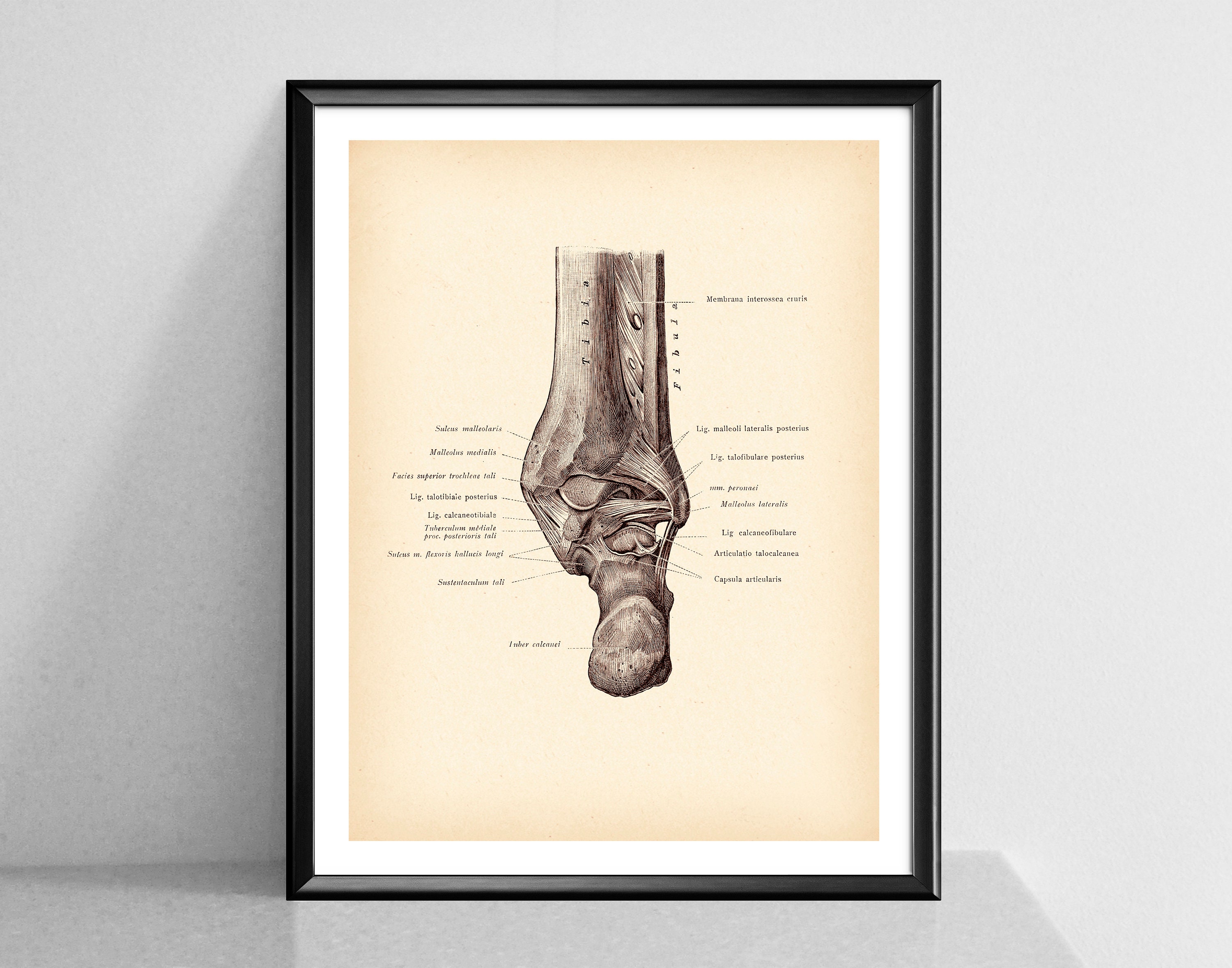 Anatomical Human Foot Posters Vintage Anatomy Art Podiatry - Etsy