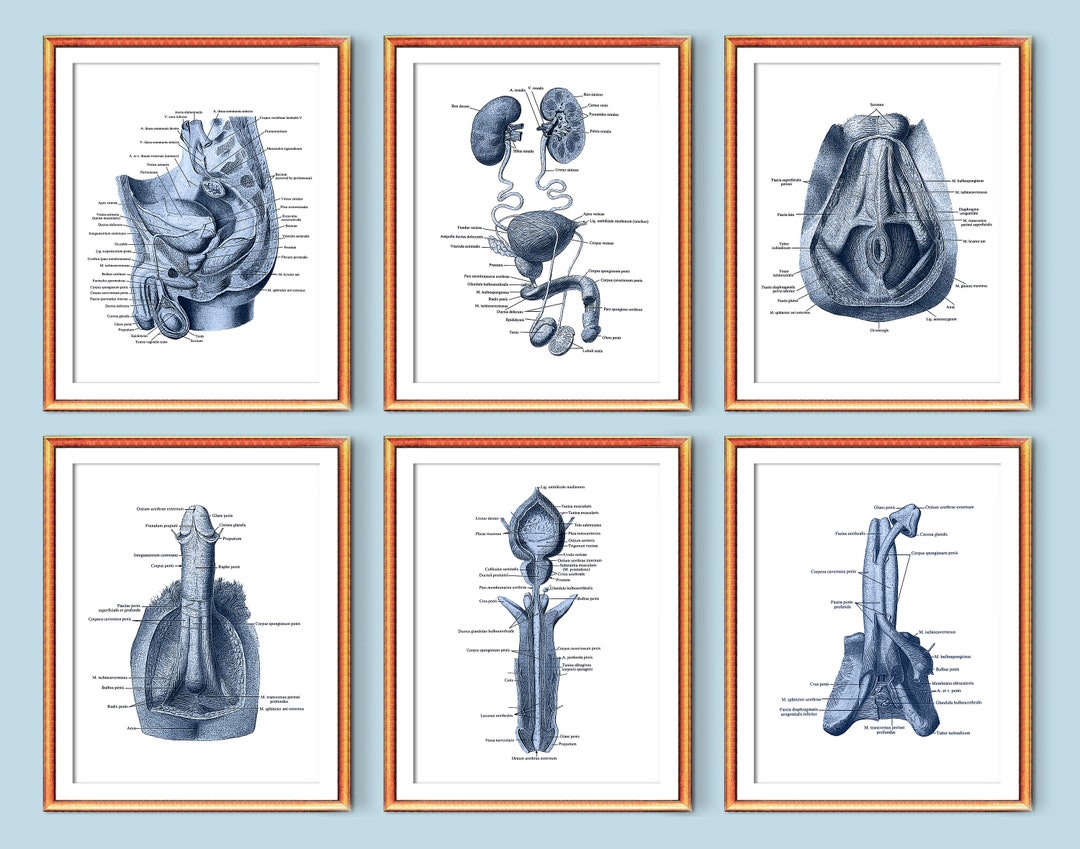 Male Genital Organs Anatomy Art Posters Urinary System Reproductive ...