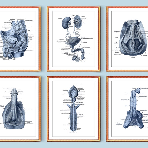 Male Genital Wall Art - Etsy