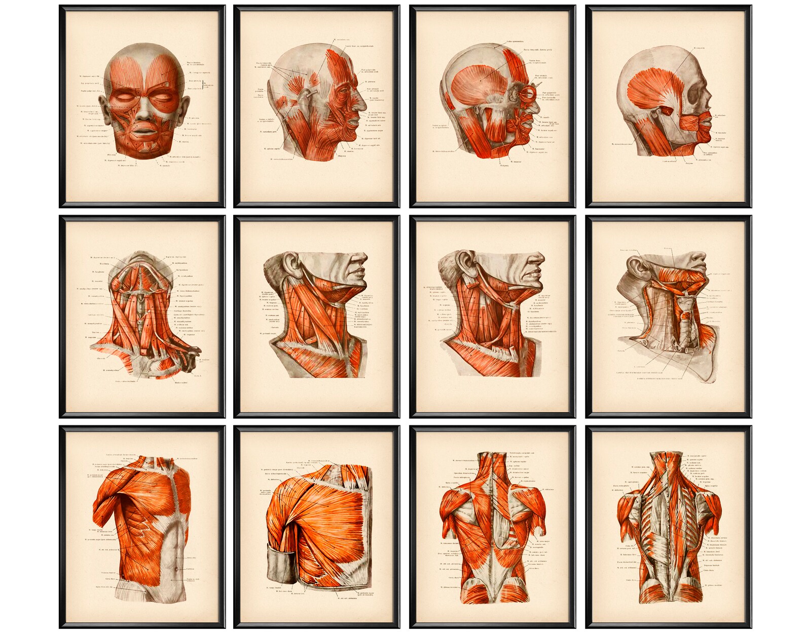 Muscular System Anatomy and Physiology Posters Vintage Anatomy | Etsy