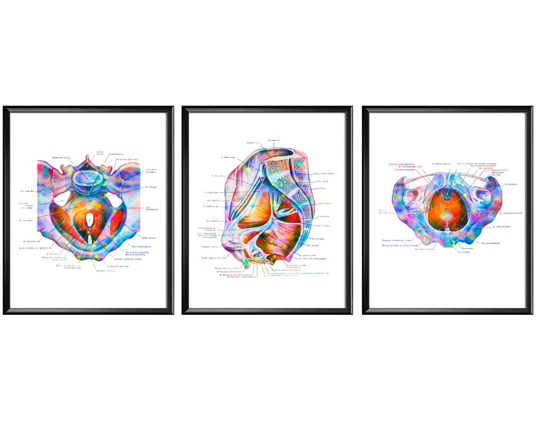 Anatomy of Female Pelvis Poster Pelvic Floor Muscles Print Medical Art ...