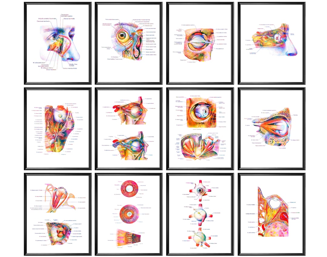 12 Eye Anatomy Posters Vision Diagram Medical Art Human Eye Structure ...