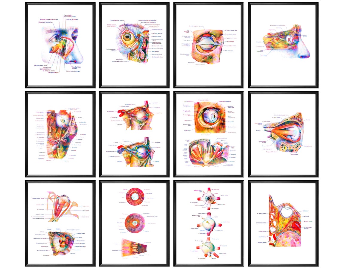 12 Eye Anatomy Posters Vision Diagram Medical Art Human Eye Structure ...
