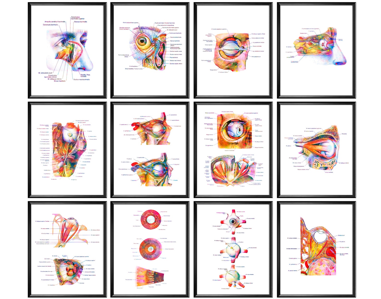 12 Eye Anatomy Posters Vision Diagram Medical Art Human Eye Structure ...