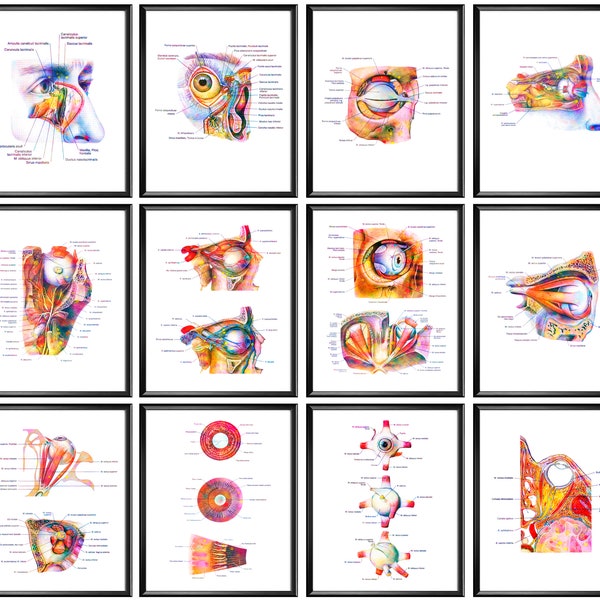 Human Eye Anatomy Poster - Etsy
