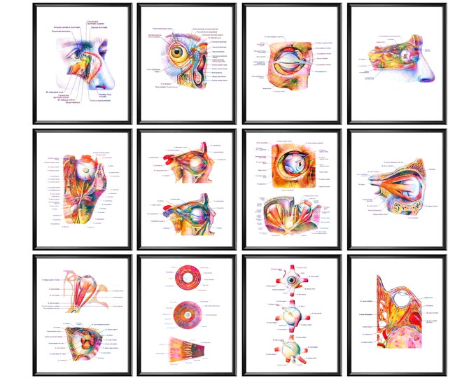 Eye Diagram Kiss Cut Sticker, Optometrist Gifts, Ophthalmology ...