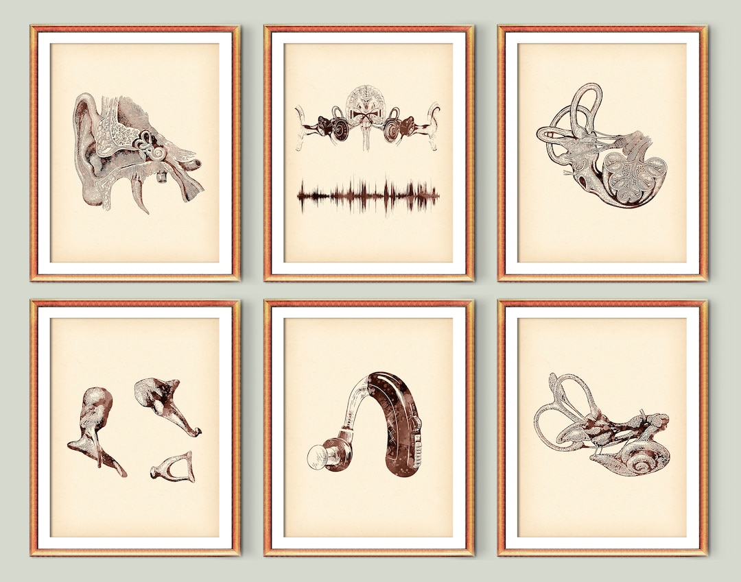 Set 6 Binaural Hearing Poster Audiology Art Anatomical Inner Ear ...
