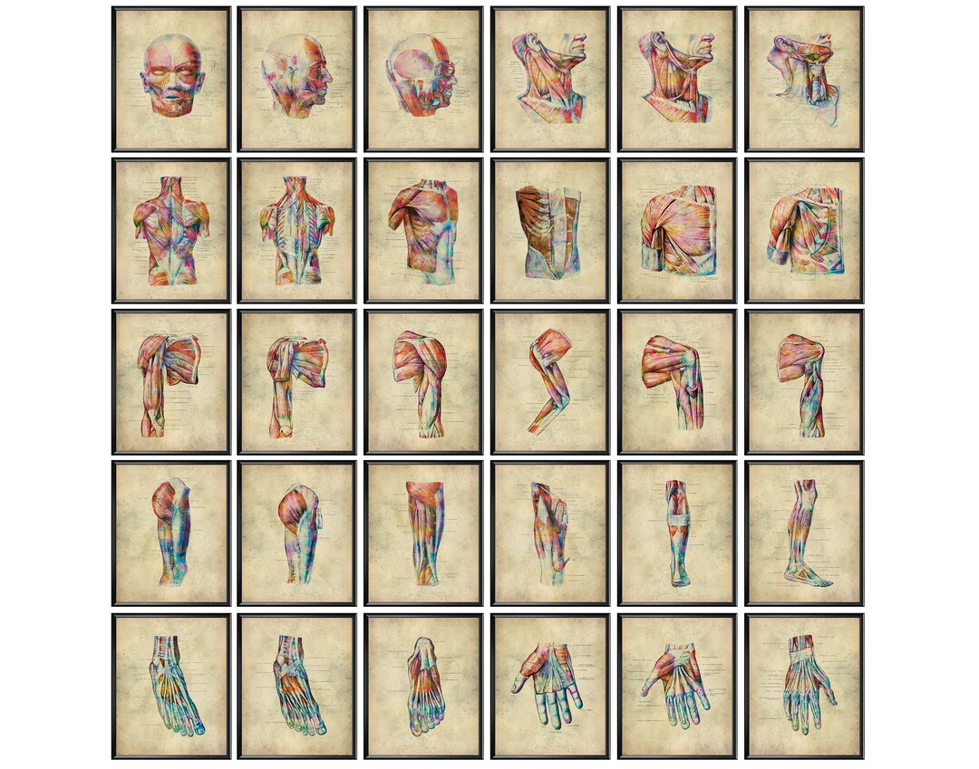 Set 30 Human Anatomy Musculoskeletal System Posters Vintage Medical Art ...