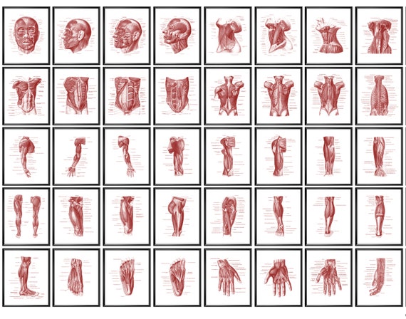 Muscular System Anatomy Poster Set of 40 Human Anatomy | Etsy