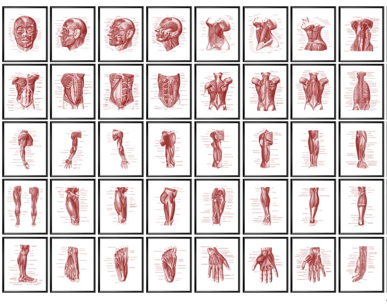 Muscular System Anatomy Poster Set of 40 Human Anatomy - Etsy