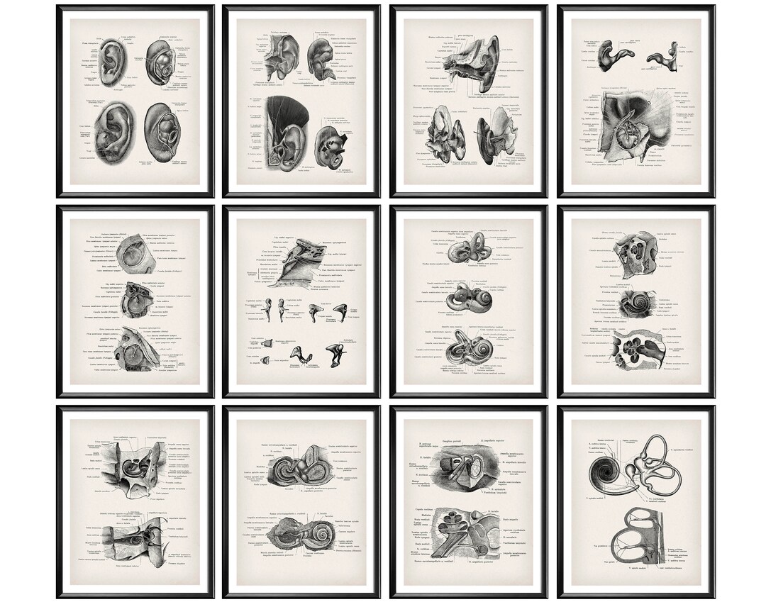 Set 12 Vintage Ear Anatomy Posters Anatomical Ear Structure Hearing ...