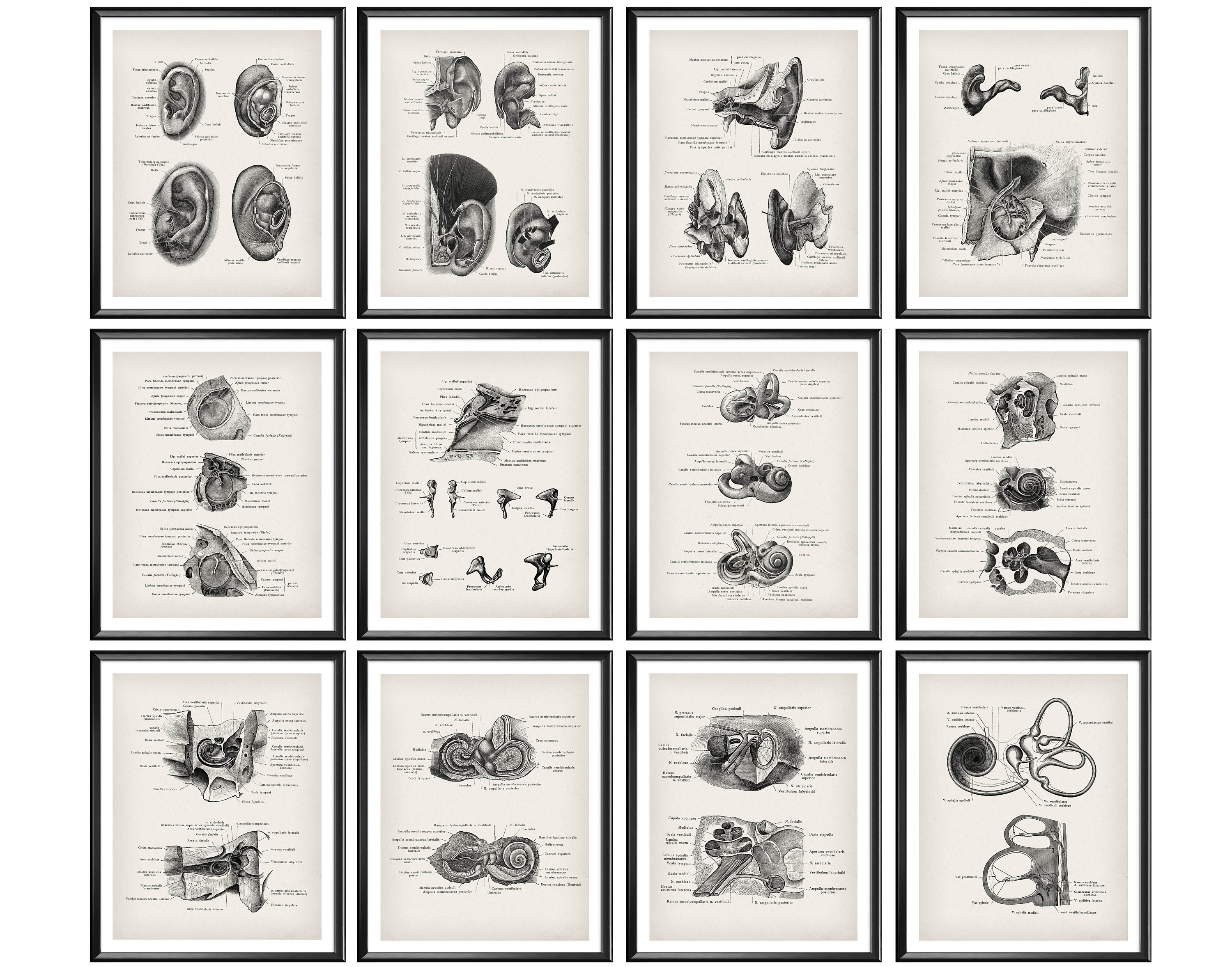 Set 12 Vintage Ear Anatomy Posters Anatomical Ear Structure Hearing ...