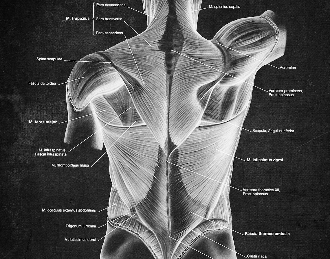 40 Muscle Anatomy Posters Human Body Chalk Board Art | Etsy