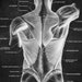 40 Muscle Anatomy Posters, Human Body Chalk Board Art, Muscular System ...