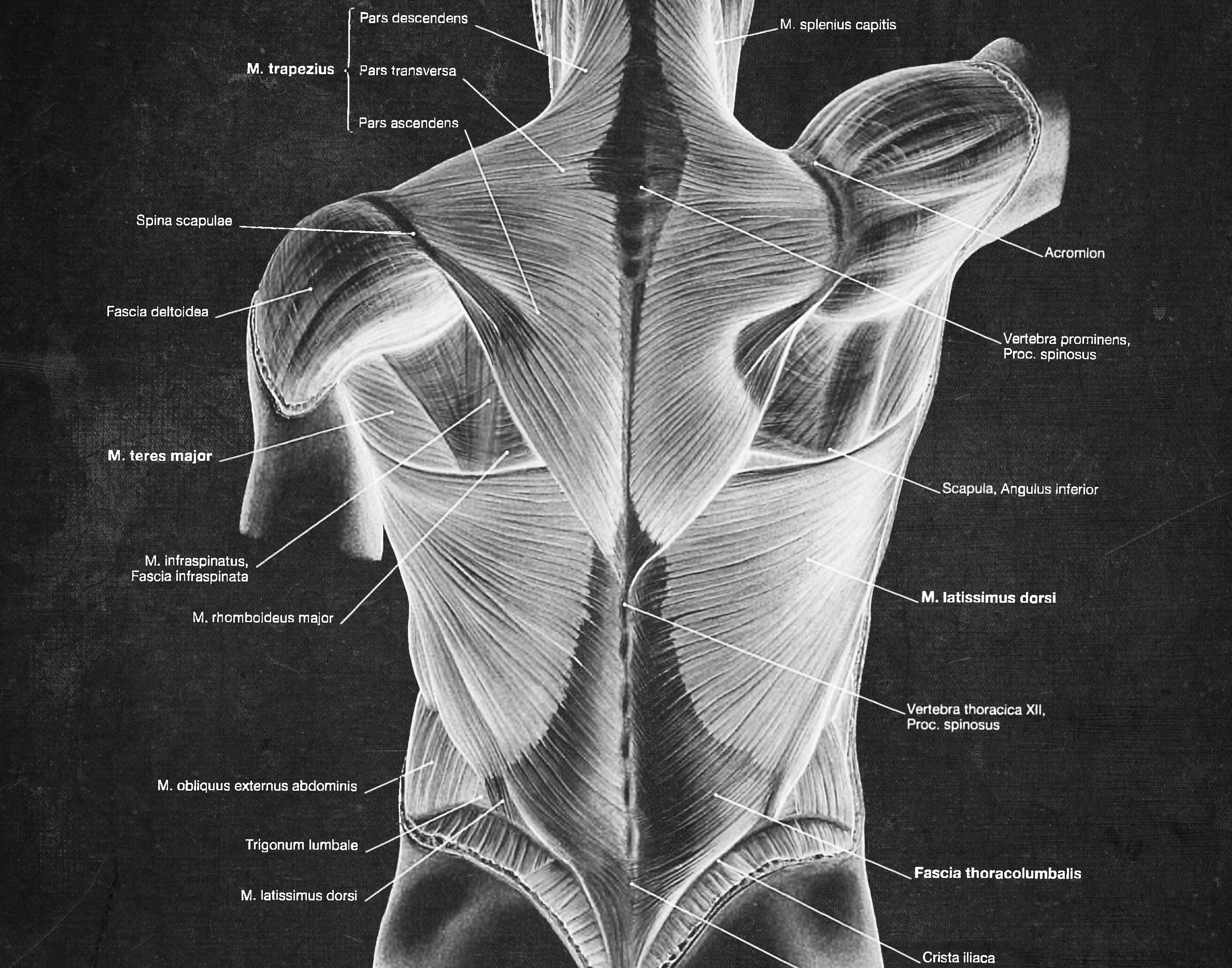 40 Muscle Anatomy Posters Human Body Chalk Board Art Etsy UK