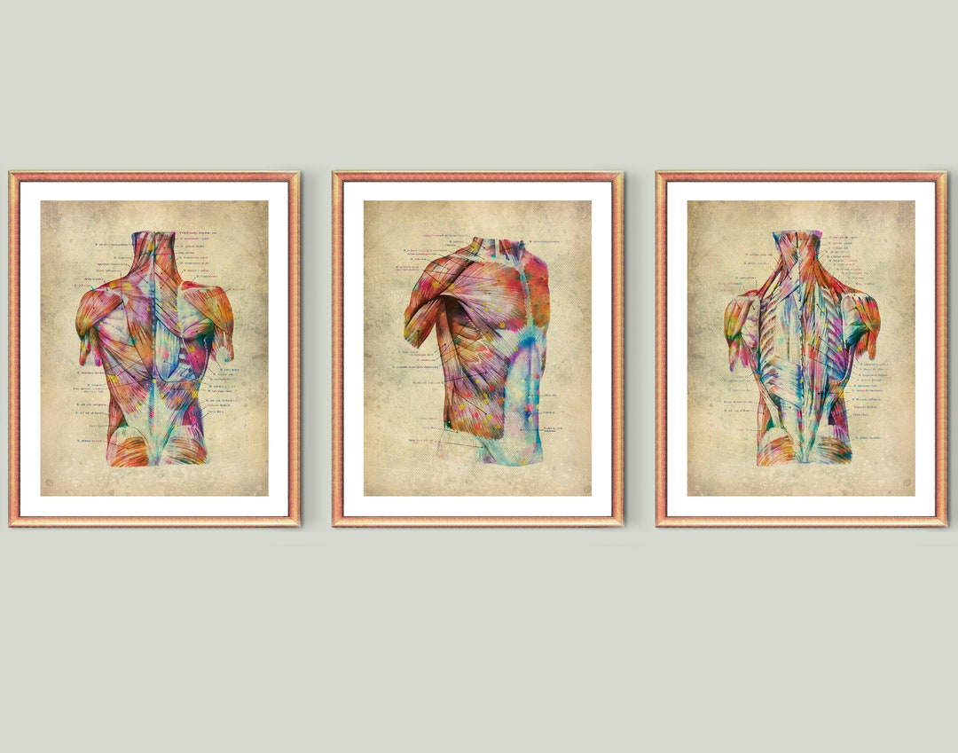 Muscular System Art Anatomy Poster Surgery Art Vintage Medical Art ...