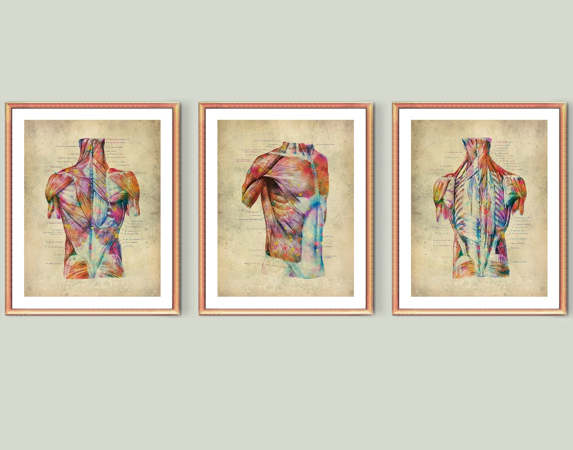 Muscular System Art Anatomy Poster Surgery Art Vintage Medical - Etsy