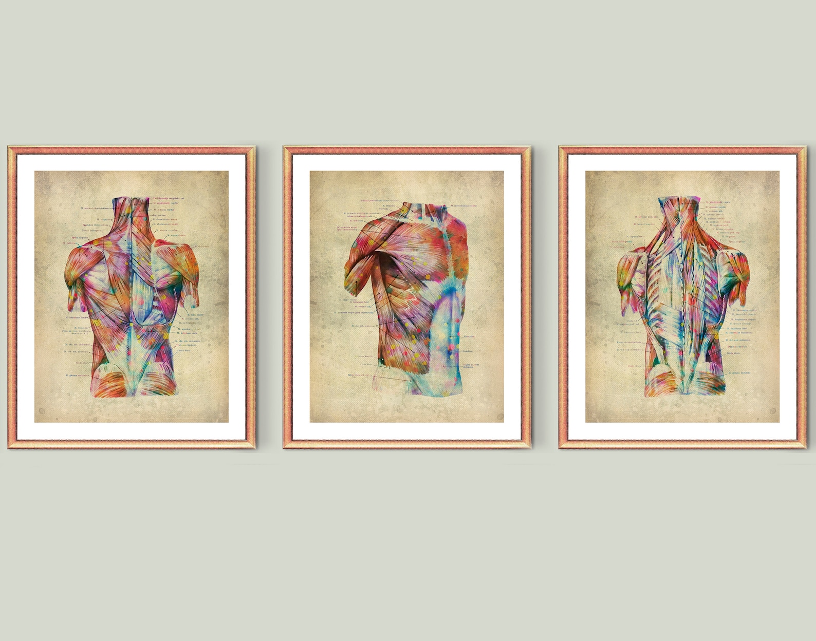 Muscular System Art Anatomy Poster Surgery Art Vintage Medical - Etsy