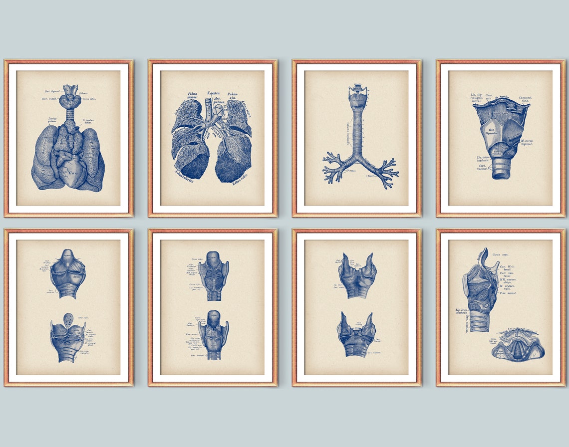 Set 8 Human Lungs Anatomy Vintage Art Respiratory System - Etsy
