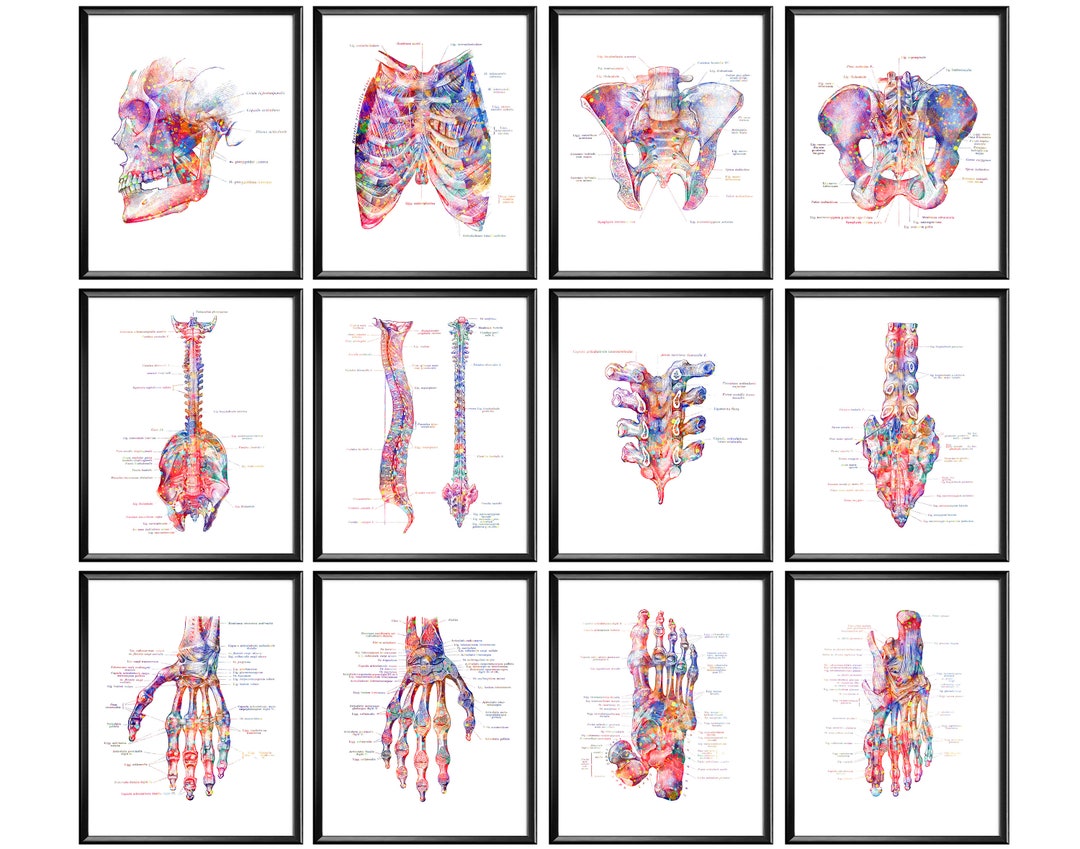 Set 12 Orthopedic Gift Anatomy Art Skeleton System Diagram Medical Art ...