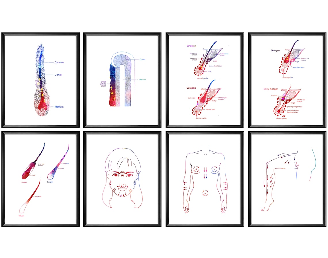 8 Hair Anatomy Art Physiology of Hair Poster Stages of Hair - Etsy