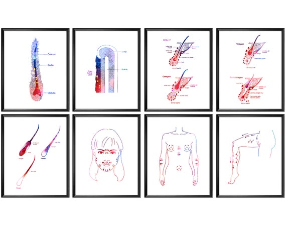 8 Hair Anatomy Art Physiology of Hair Poster Stages of Hair - Etsy