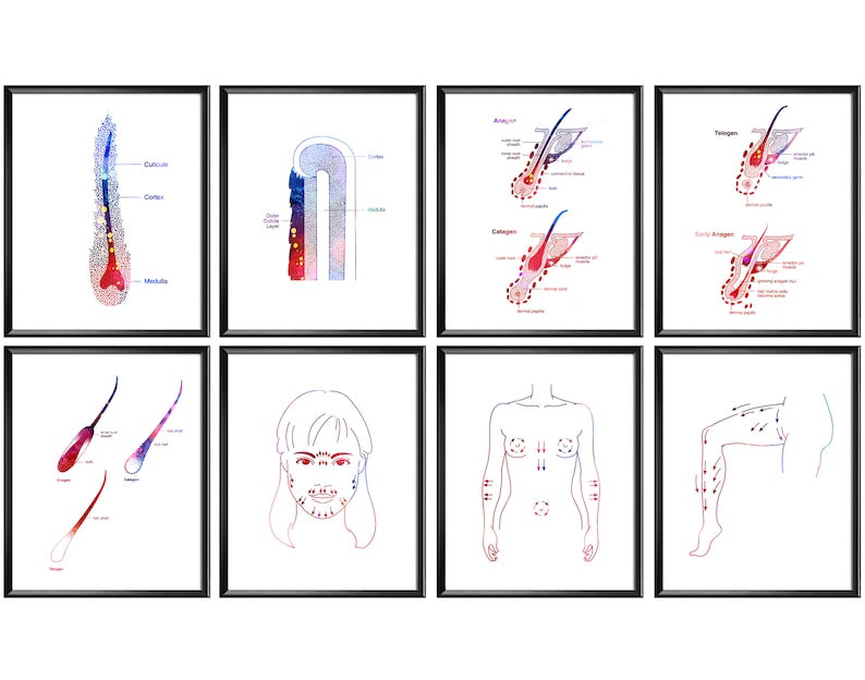 8 Hair Anatomy Art Physiology of Hair Poster Stages of Hair - Etsy