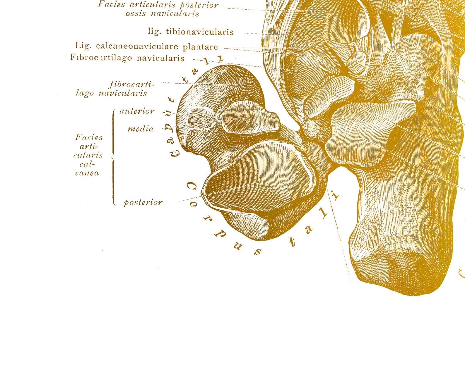 Gold Foot Bones Anatomy Art Set of 6 Podiatry Art Medical - Etsy