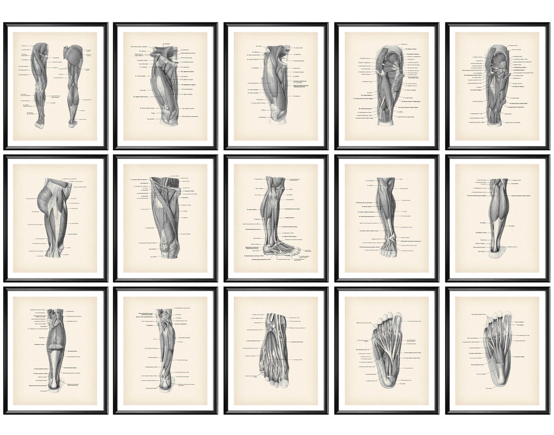 15 Foot Muscles Anatomy Posters Podiatrist Office Decor Med School ...