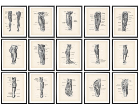 15 Foot Muscles Anatomy Posters Podiatrist Office Decor Med | Etsy