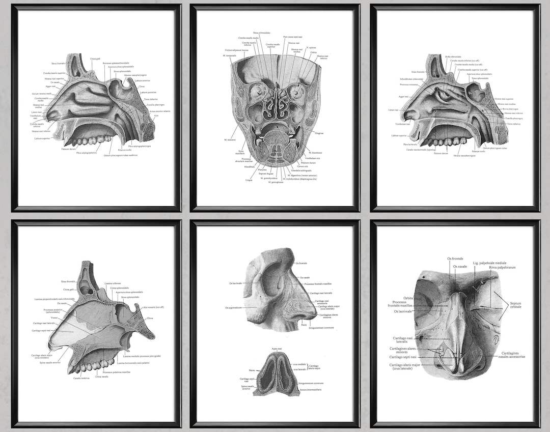 6 Human Nose Anatomy Posters Medical Art Nasal Anatomy Art Respiratory ...