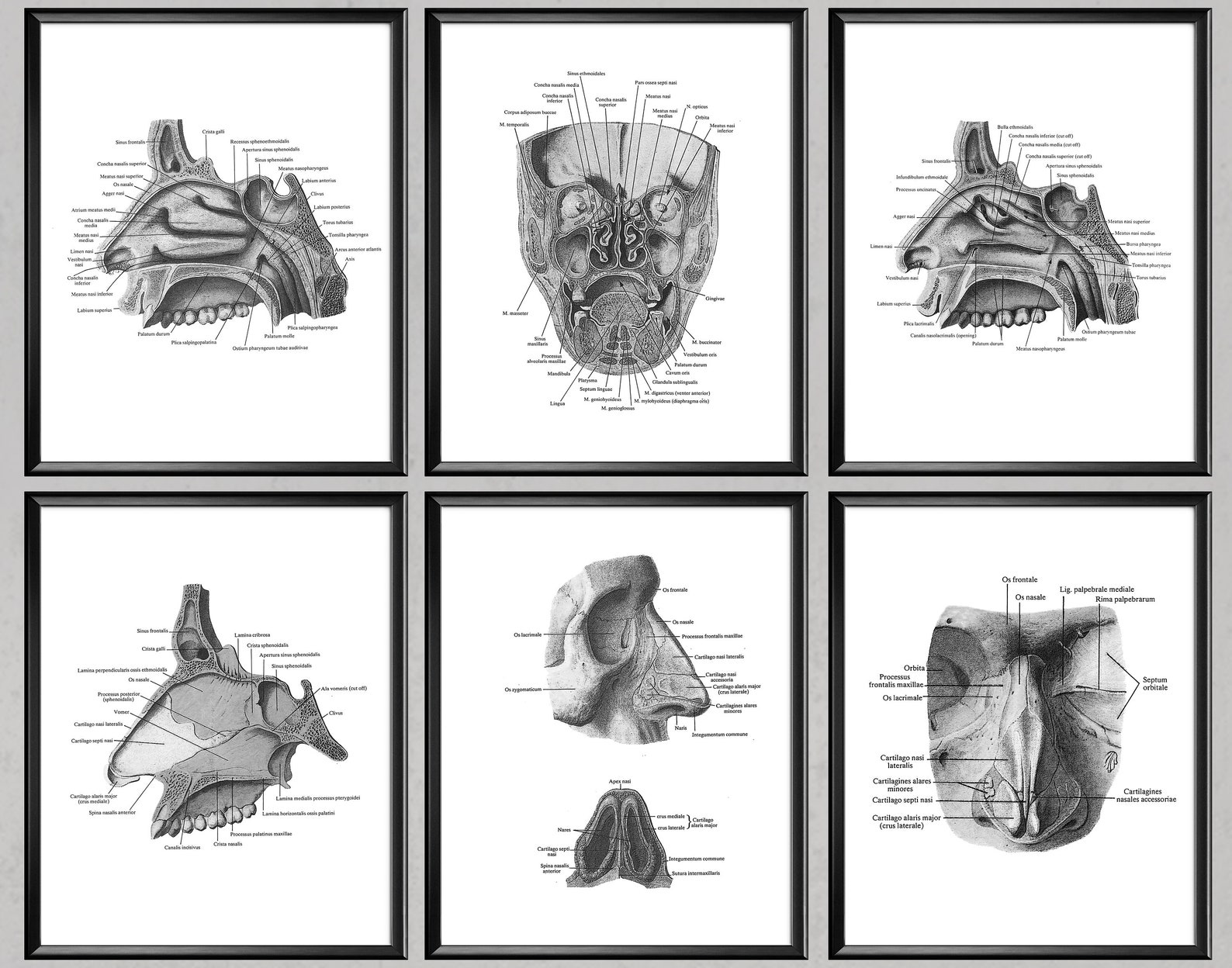 6 Human Nose Anatomy Posters Medical Art Nasal Anatomy Art | Etsy