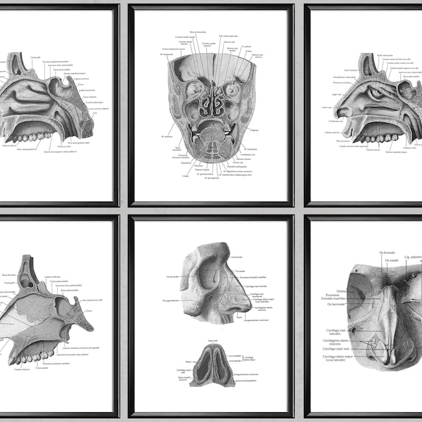 Anatomy Art - Etsy