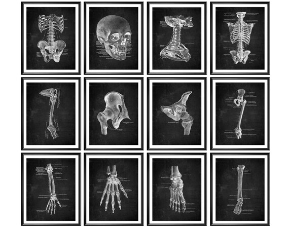 12 Chiropractor Artwork Skeleton Anatomy Poster Chiropractic - Etsy