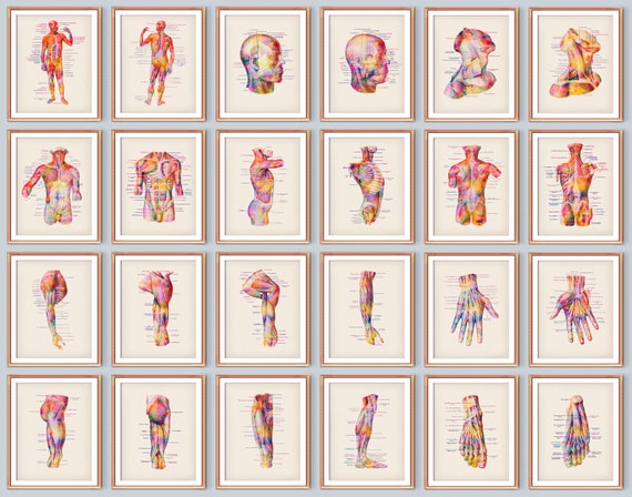 Set 24 of Watercolor Anatomy Art Muscular System Posters - Etsy