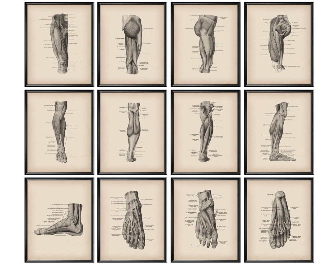 12 Vintage Foot Anatomy Posters Leg Muscles Structure Podiatrist Gift ...