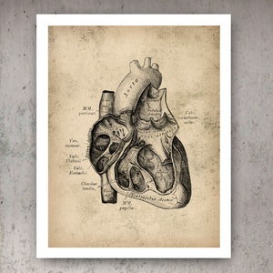 Vintage Anatomy Poster Cardiology Art Anatomical Heart Art Medical ...