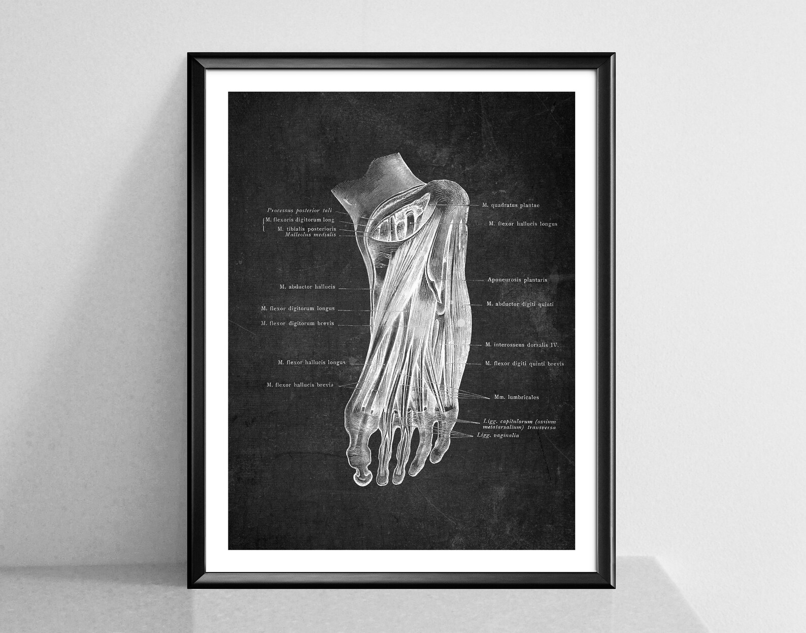 Foot Poster Bones and Muscles Anatomy Chalkboard Art Podiatry | Etsy