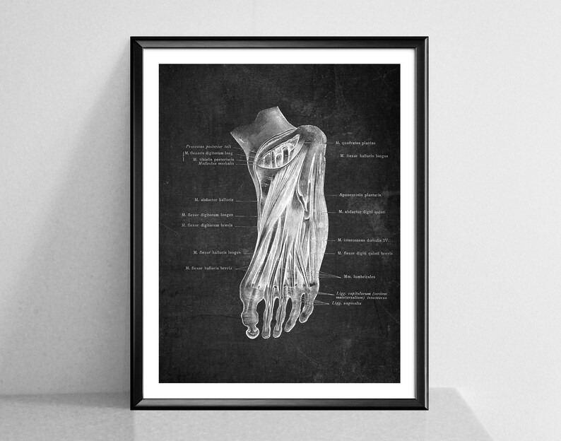Foot Poster Bones and Muscles Anatomy Chalkboard Art Podiatry Art ...