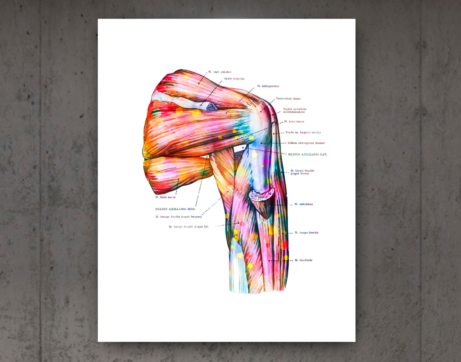 8 Anatomical Hand Muscular System Art Arm Muscles Poster - Etsy