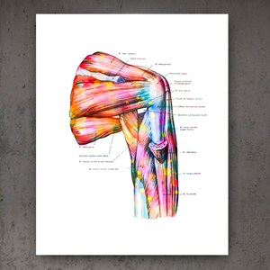 8 Anatomical Hand Muscular System Art Arm Muscles Poster Medical Art ...